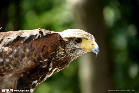 鹰 摄影图 鸟类 生物世界 摄影图库 昵图网