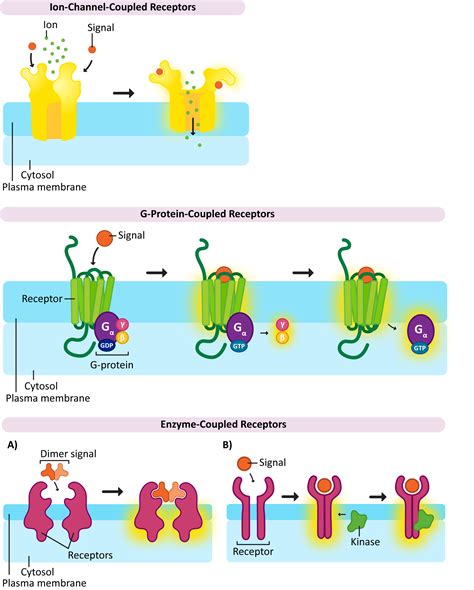 Cell Signaling Fundamentals Of Cell Biology