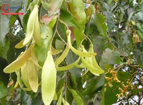 Cây Sao Đen Hopea Odorata Roxb Dược Liệu Có Tác Dụng Chữa Viêm Lợi Sâu Răng