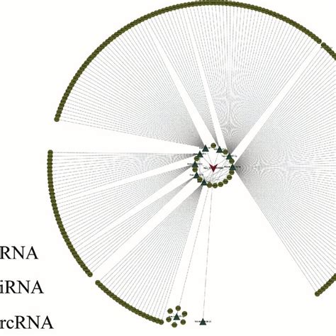 Circular Rna Microrna Mrna Circrna Mirna Mrna Network Inverted Download Scientific Diagram