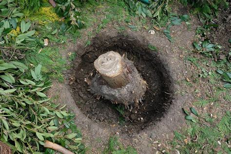 How Far Do Crepe Myrtle Roots Spread And How Deep