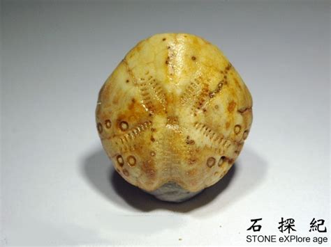 石探紀圖片洛溫海膽Lovenia woodsi