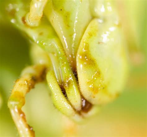 Grasshopper Super Macro Stock Image Image Of Animal 105534447