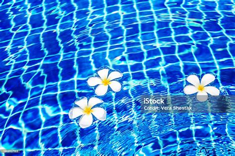 수영장 푸른 물 표면 배경 떠있는 흰색 깃털 프랑기파니 꽃 풀 사이드 열대 바다 해변 자연 여름 휴가 스파 휴식 호텔 레저 고급 리조트 여행 0명에 대한 스톡 사진 및 기타