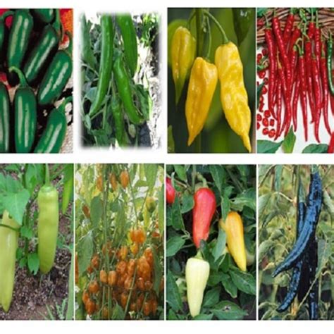 Hot Pepper Seeds Etsy
