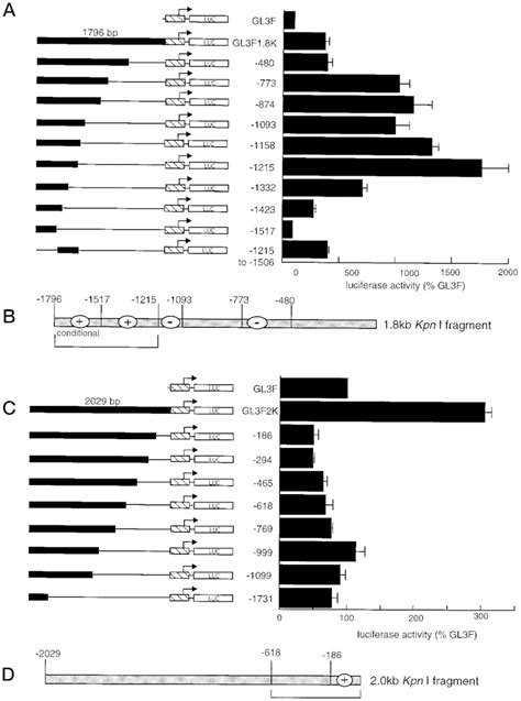 Deletion Analysis Of The 1 8 Kb And 2 0 Kb Enhancer Fragments Panel