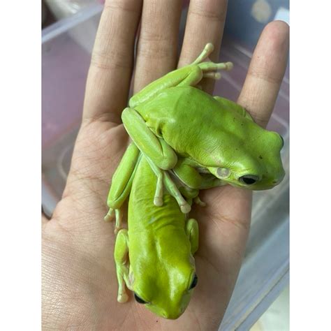 Jual Dumpy Shopee Indonesia