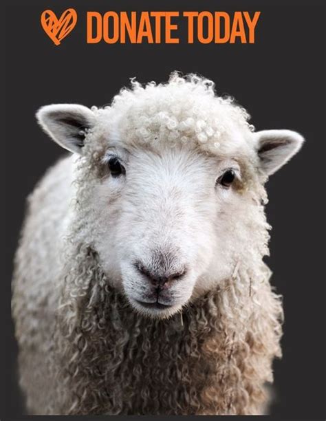 Undercover Worker Exposes Morrisons Abattoir