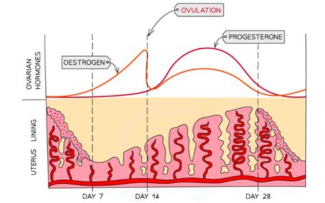 Cie Igcse Biology 复习笔记：1615 Sexual Hormones In Humans