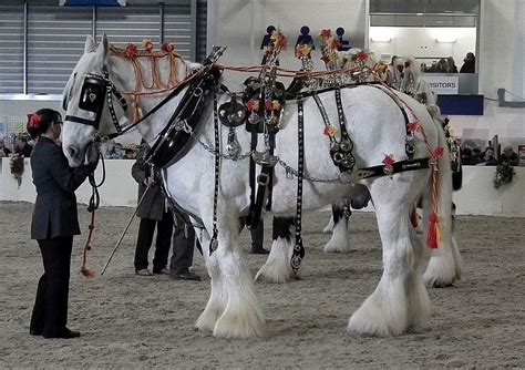 Yeoman 4th In Decorated Harness Class Wild Horses Photography Big