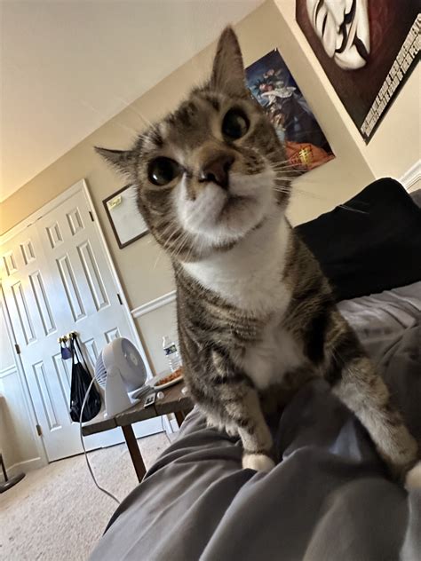 Add My Cat Into The Algorithm · Issue 869 · Twitterthe Algorithm · Github