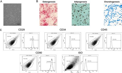 Characterizations Of Bone Marrow Stem Cells Bmscs And Exosomes Download Scientific Diagram
