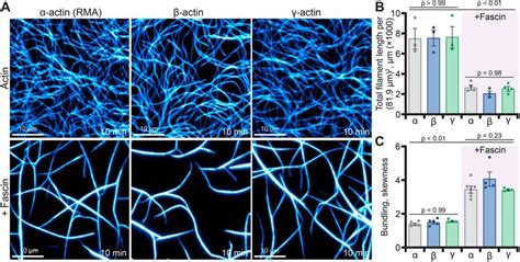 Fascin Mediated Actin Filament Bundling Of Actin Isoforms A Download Scientific Diagram