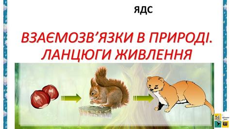 72 ВЗАЄМОЗВЯЗКИ В ПРИРОДІ ЛАНЦЮГИ ЖИВЛЕННЯ Youtube
