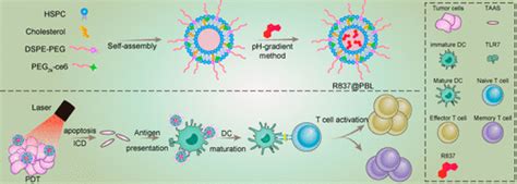 Proton Gradient Driven Porphyrin Based Liposome Remote Loaded With
