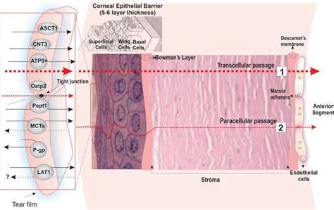 Corneal Epithelium Layers