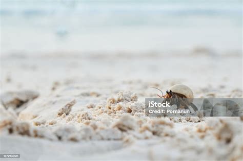 오후 해변의 해변을 따라 천천히 걷는 작은 은은한 게가 푸른 바다를 배경으로 합니다 갈고리 발톱에 대한 스톡 사진 및 기타