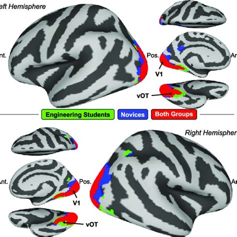 Participants In Each Group Show Less Convergent Neural Activity At The Download Scientific