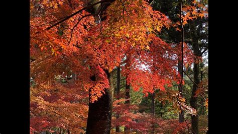 佐野市金蔵院の紅葉 YouTube