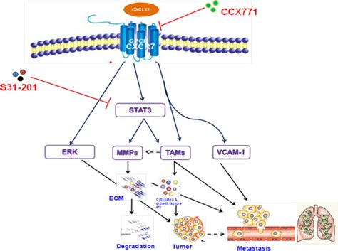 Schematic Representation Of Cxcr7 Mediated Signaling That Regulates