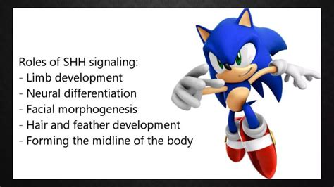 Shh Signaling Pathway Ppt