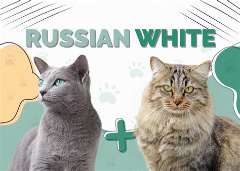 12 Surprising Russian Blue Cat Facts Origins Traits And Behaviors