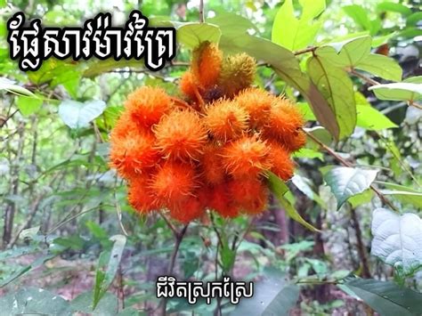 គំនូរ បុរាណ ខ្មែរ Facebook