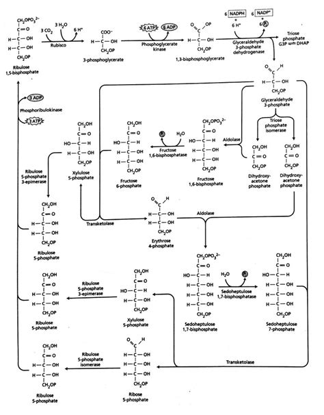 Calvin Cycle Diagram