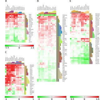 Transcriptional Profile Of A Global Collection Of BCG Strains Gene Download Scientific Diagram