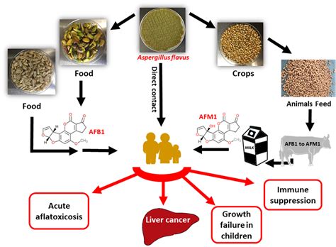 Microalgal Detoxification For Aflatoxin