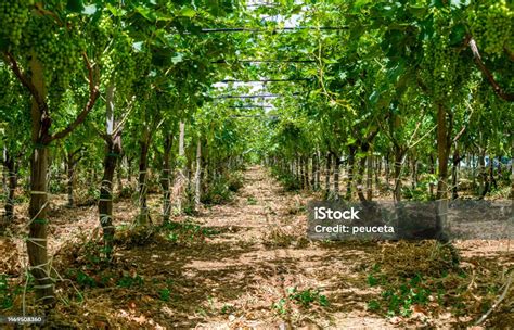 보호 캐노피 아래에 녹색 포도가 줄지어 있는 포도원 화이트 와인 생산을위한 포도 숙성 풀리아 이탈리아 계곡에 대한 스톡 사진 및 기타 이미지 Istock