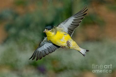 Goldfinch In Flight