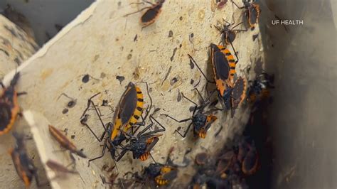 Cdc Kissing Bug Disease Now Considered Endemic In Us