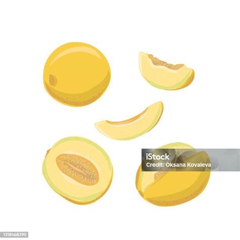 흰색 배경에 노란색 멜론 과일의 손으로 그린 벡터 그림 세트 통 슬라이스 슬라이스 멜론 직물 종이 메뉴 요리 카페 및 레스토랑을 위한 디자인 개체 그룹에 대한 스톡 벡터