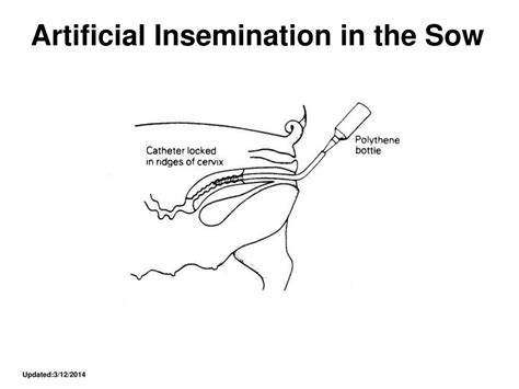 Ppt Artificial Insemination Powerpoint Presentation Free Download Id312547