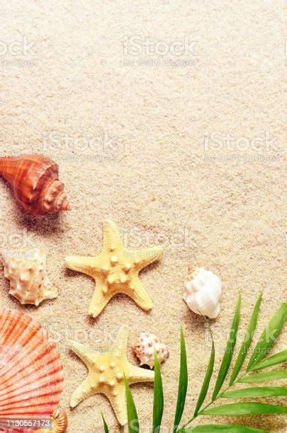 녹색 야자수 잎과 조개와 여름 배경입니다 비치 텍스처입니다 복사 공간 평면도 0명에 대한 스톡 사진 및 기타 이미지 0명 구도 금색 Istock