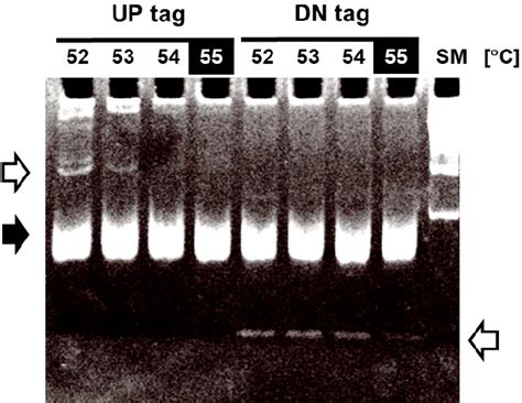 Figure 2 From Optimization Of A Microarray For Fission Yeast Semantic Scholar