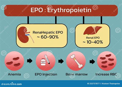Eritropoyetina Epo Producida Por Hígado Renal Y Vectorial De Inyección Ilustración Del Vector