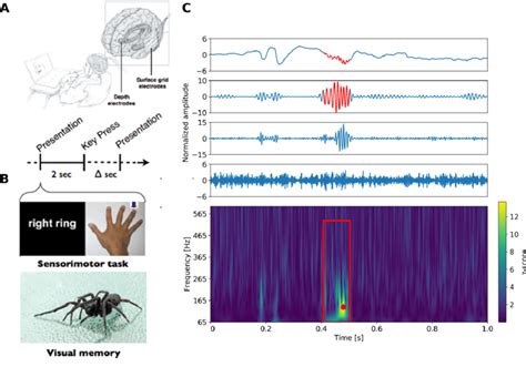 Task Induced Physiological High Frequency Oscillations Physhfo A Download Scientific