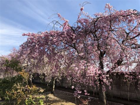 4 12 ̍ 布施山 浄願寺