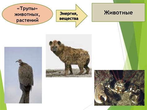 Жизнедеятельность организмов 5 класс презентация онлайн