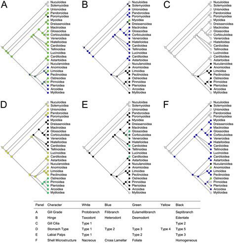Bivalve Major Morphological Characters Optimization Of Six Major