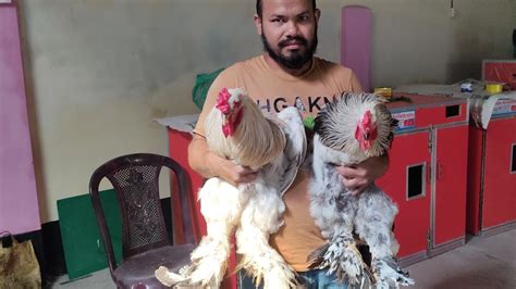 সখিন মুরগি ব্রাহমা পালন করে সাবলম্বী হওয়া যায় আসলেই অনেক লাভজনক Brahma Chicken Farming