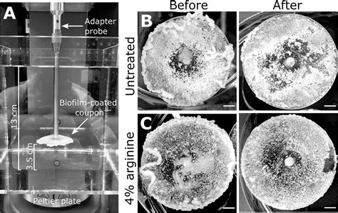 Streptococcus Salivarius Morphology
