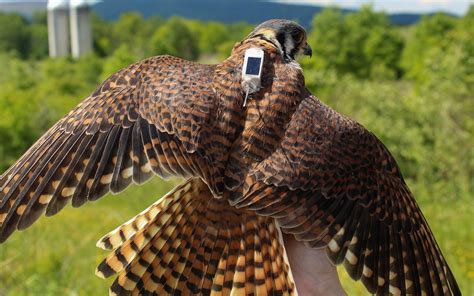 Falconry Radio Telemetry System For Modern Day Falconers