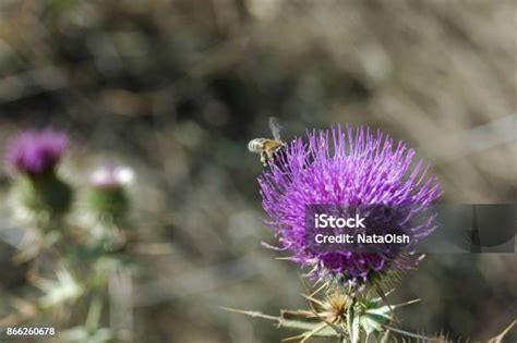 꿀벌 엉 겅 퀴 꽃에서 꽃가루를 수집합니다 매크로 사진입니다 굽은에 대한 스톡 사진 및 기타 이미지 굽은 금색 긴 주둥이 Istock
