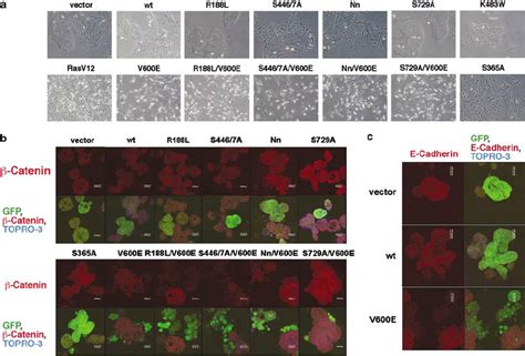 Mutations Of The Ras Gtp Binding Domain Rbd And The N Region Do Not Download Scientific