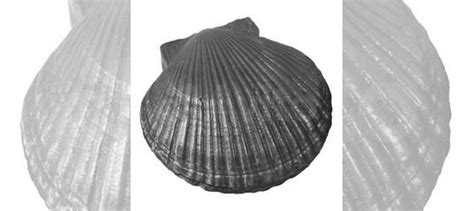 Камень чугунный для бани Ракушка большая 142х14 купить в Павловском Посаде Товары для дома