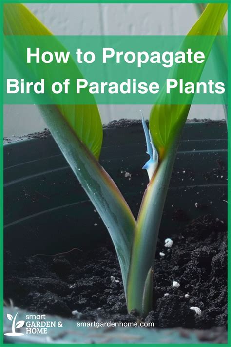 Best 13 When Should I Repot My Birds Of Paradise Artofit