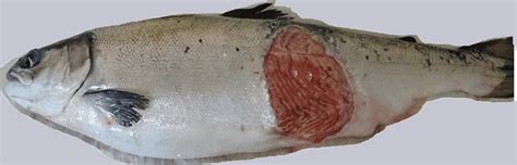 Fish Disease Detection Using Image Based Machine Learning Technique In Aquaculture Deepai